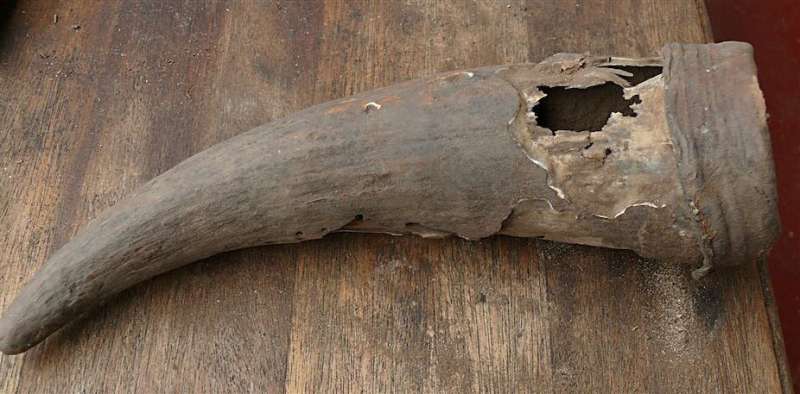 500-Year-Old Horn Discovered in South Africa Proves African ...