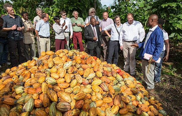 Cocoa Price Surge and Shortages Impact Producers and Chocolate Makers ...