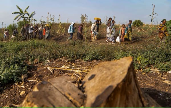 Conflict-Driven Deforestation Devastates Mount Nyiragongo Slopes in DRC Conflict-Driven Deforestation Devastates Mount Nyiragongo Slopes in DRC